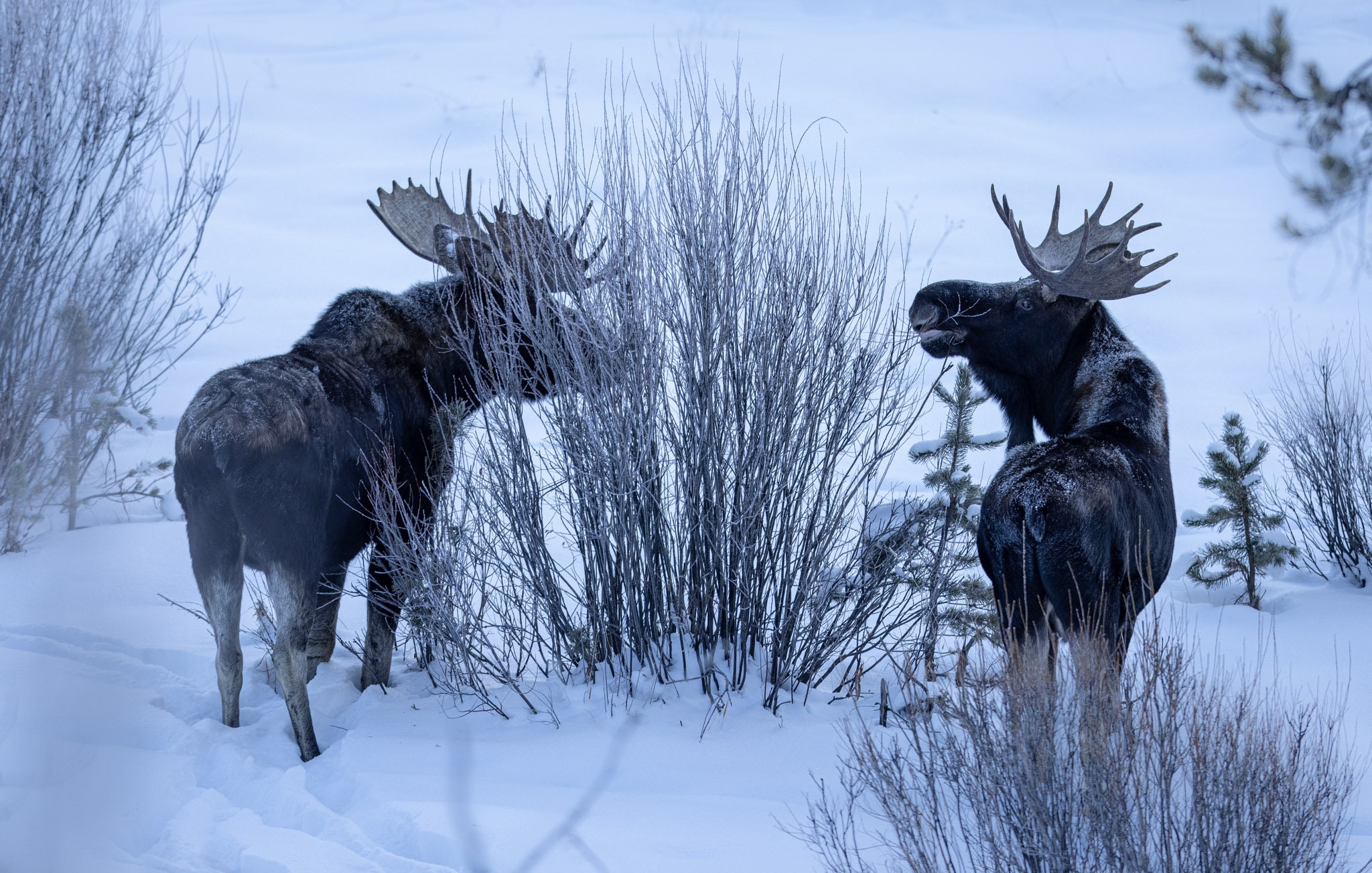 Frosty Morning Moose Winter in Yellowstone Fine Art - Etsy