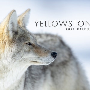 2021 Yellowstone Wildlife Photography Calendar | Etsy