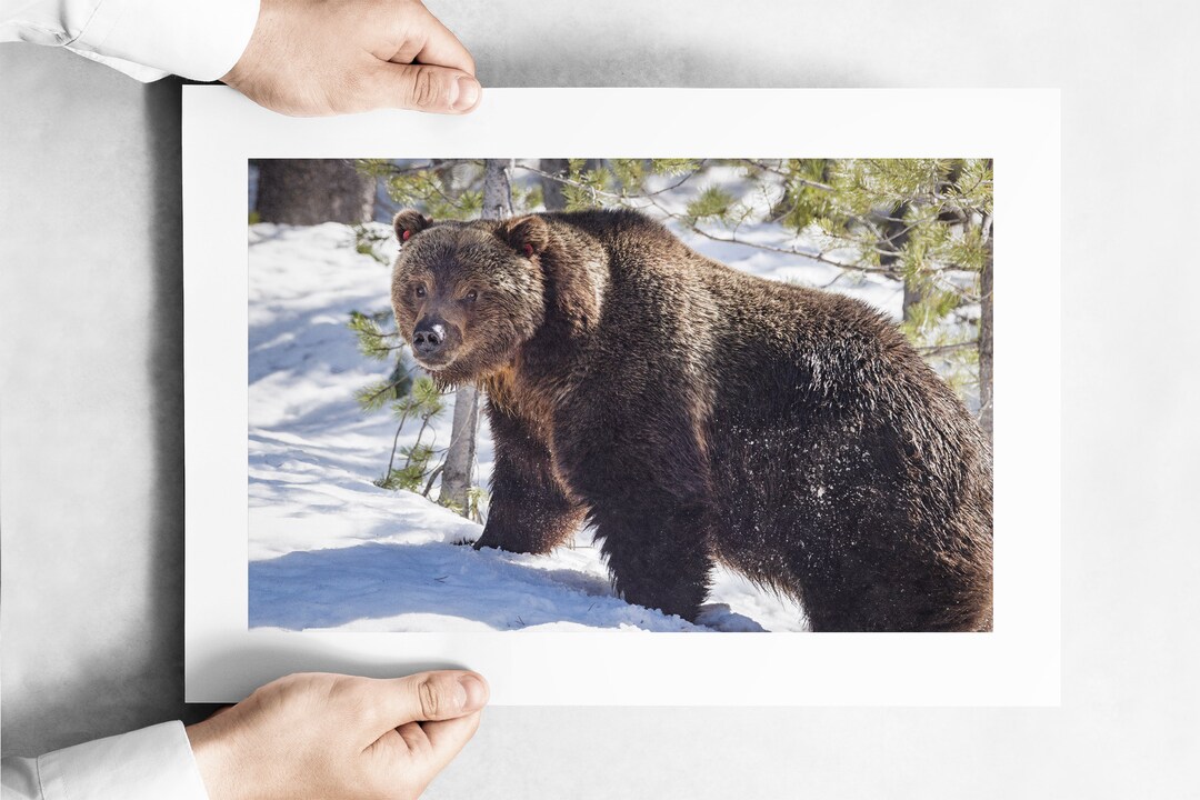 Grizzly Bear 769 in the Snow - Yellowstone National Park - Fine Art ...