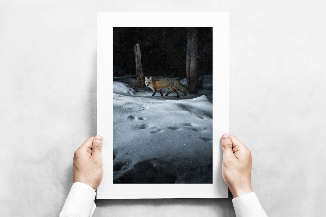 Red Fox at Night - Camera Trap Wildlife Photography - Etsy