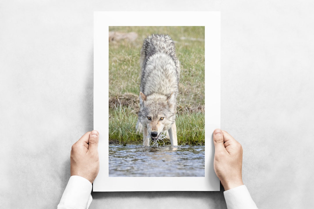 Gray Wolf Drinking From the River - Fine Art Wildlife Photography Print ...