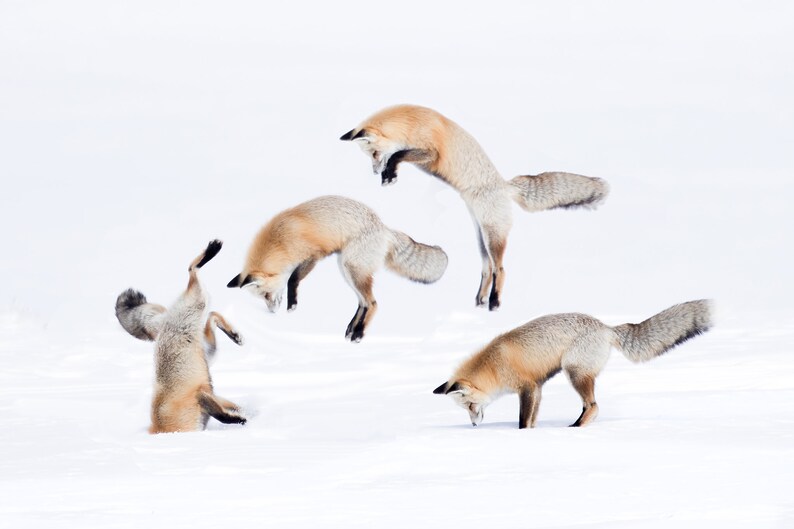 Pouncing Red Fox in Winter Composite Image - Etsy