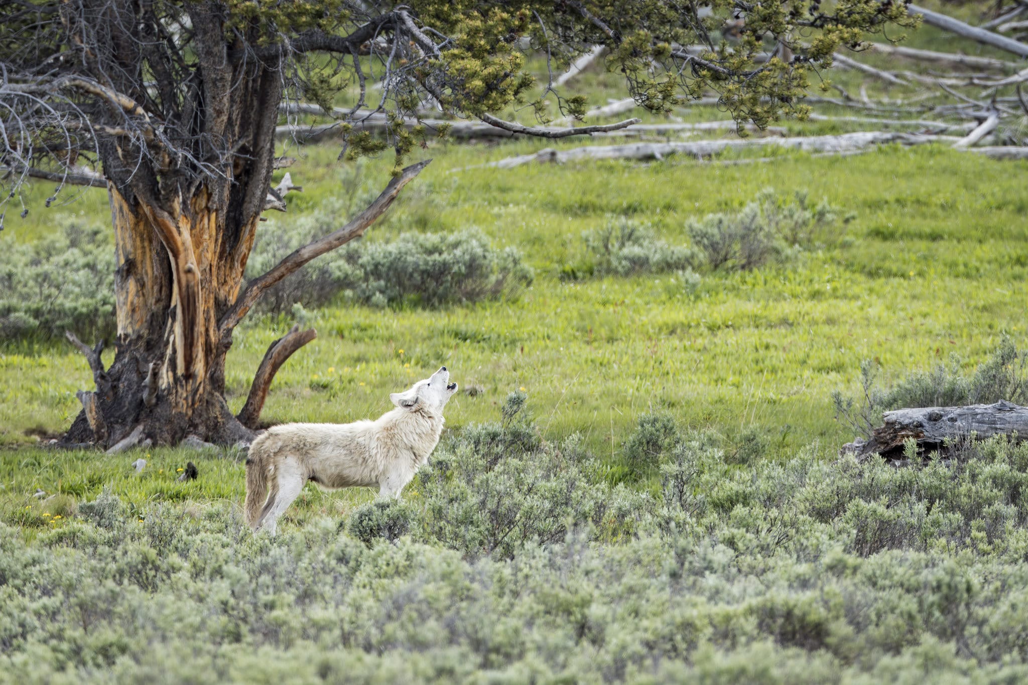 Howling Alpha Female White Wolf of the Wapiti Lake Pack in Yellowstone ...