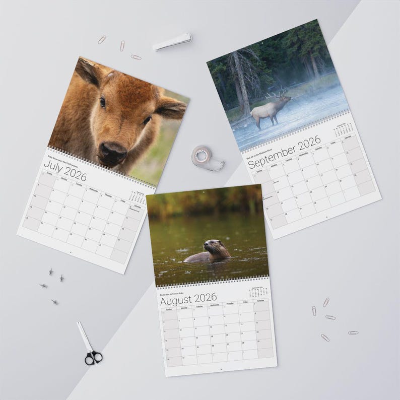 2026 Yellowstone Wildlife Calendar - Wildlife Photography by Trent ...