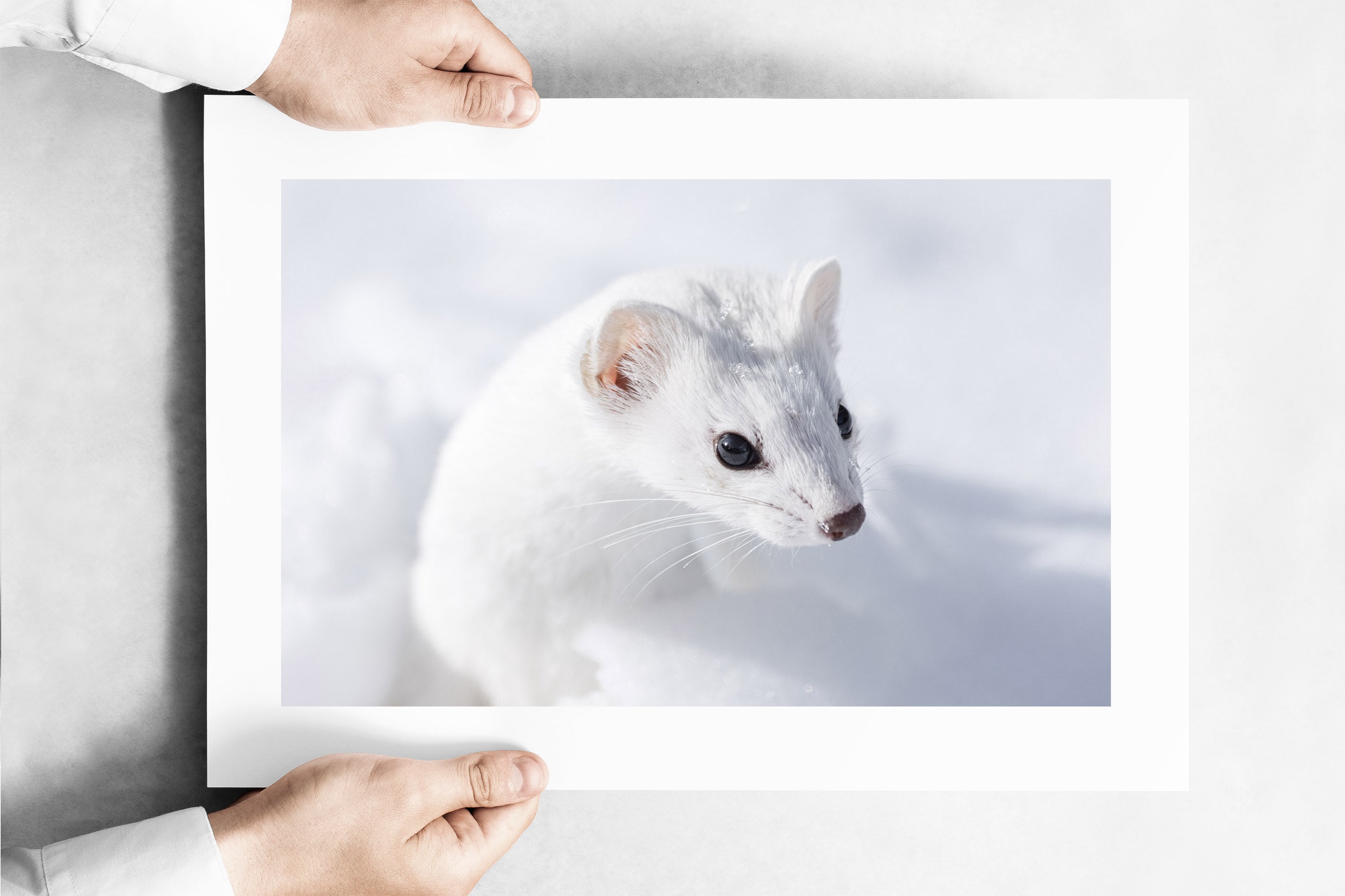 White Weasel Pet