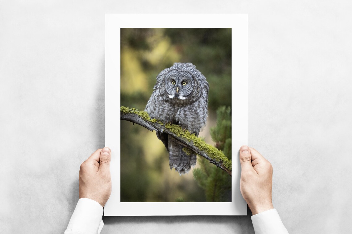 Great Gray Owl - Bad Feather Day - Etsy