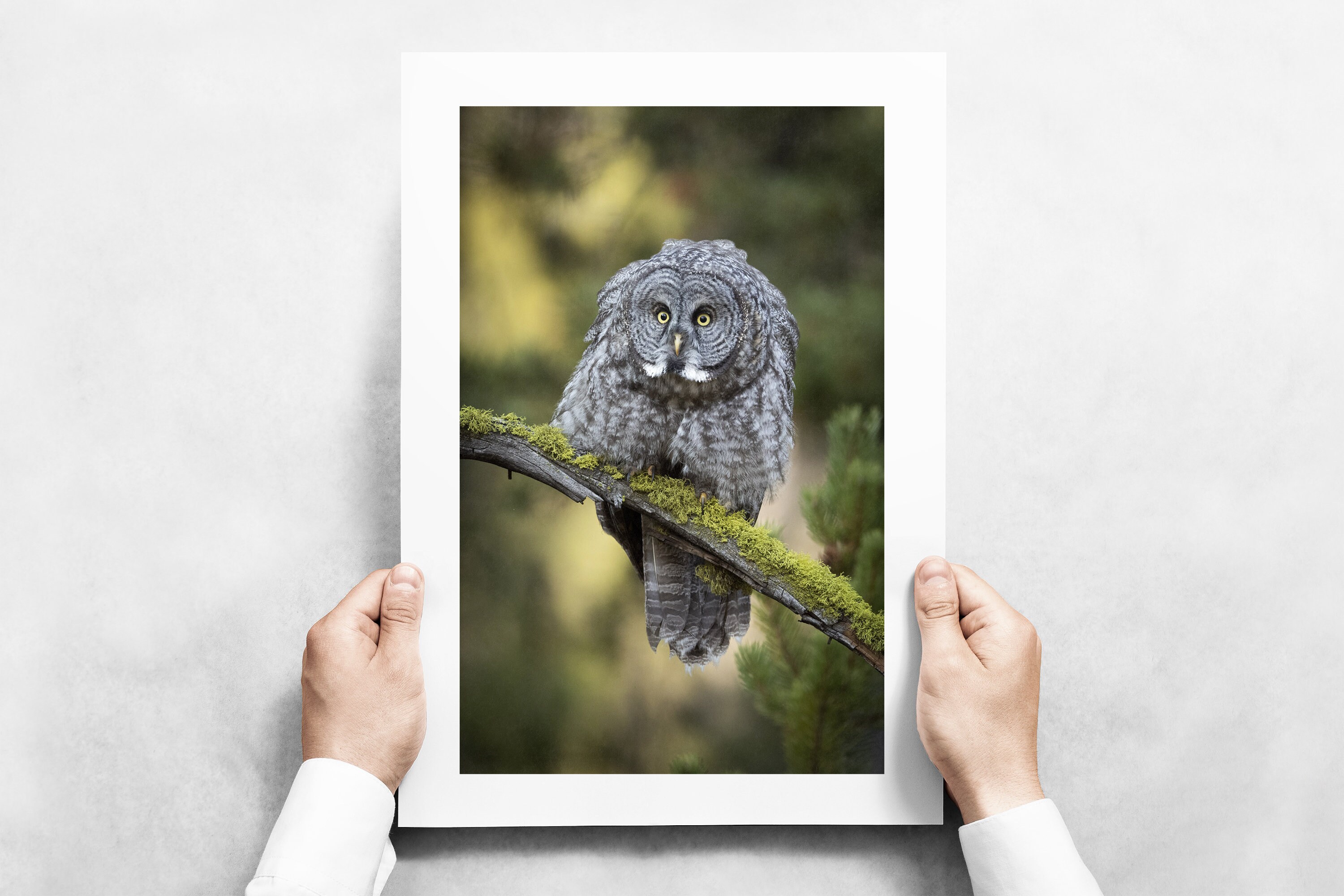 Great Gray Owl - Bad Feather Day - Etsy