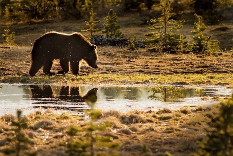 Grizzly Bear Pond Reflection - Etsy