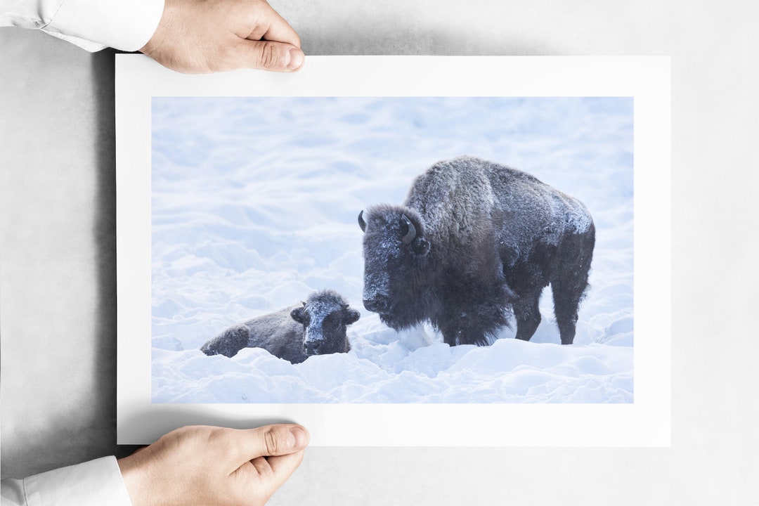 Frosty Bison and Calf in Yellowstone National Park - January 2023 - Fine Art Wildlife ...