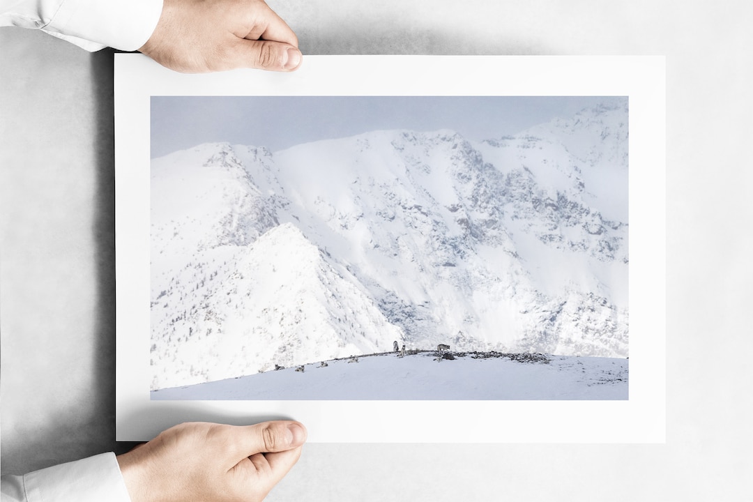 8 Mile Wolf Pack in Yellowstone National Park - February 2023 - Fine ...