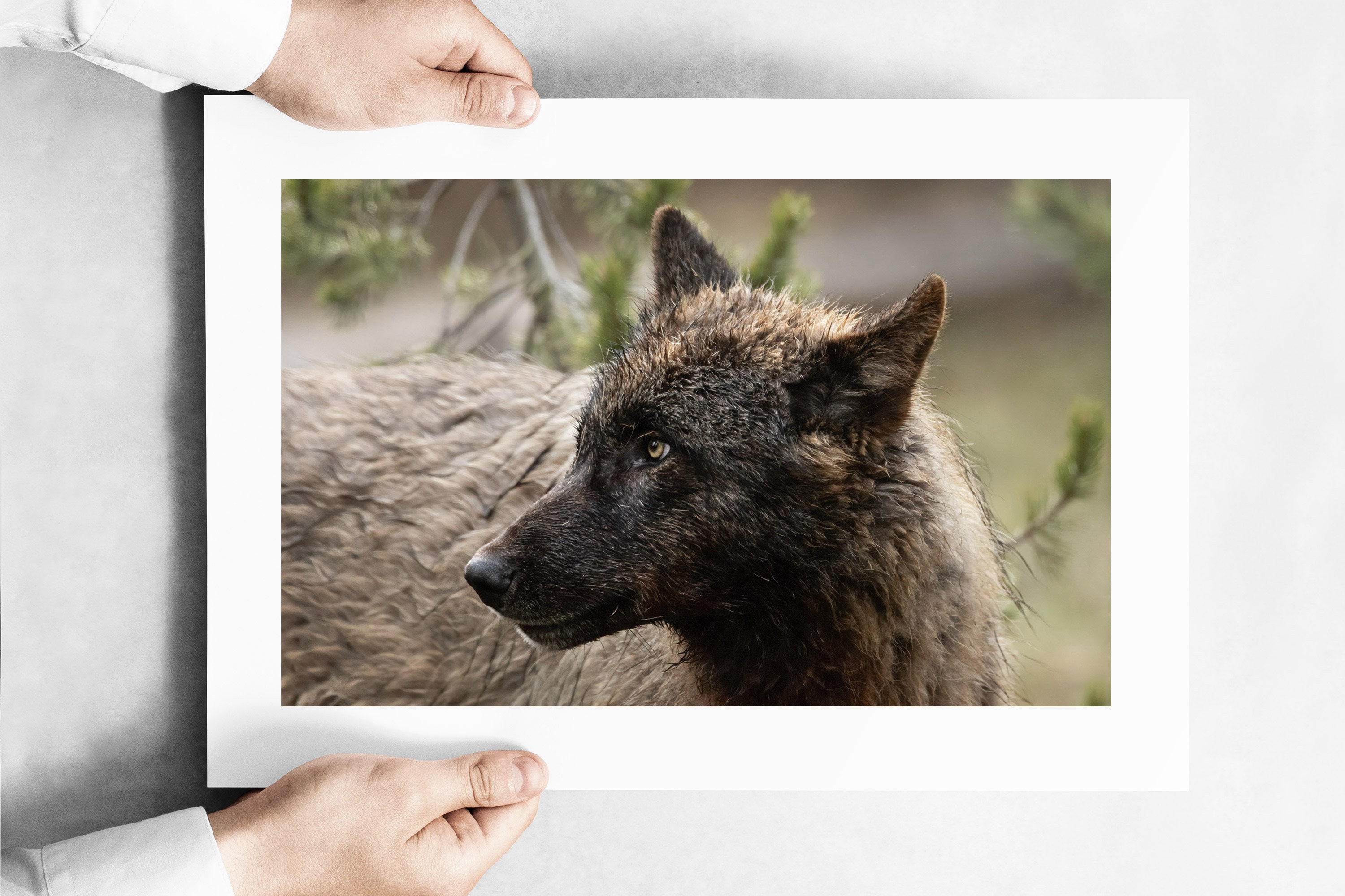 Brown Alpha Female Wolf