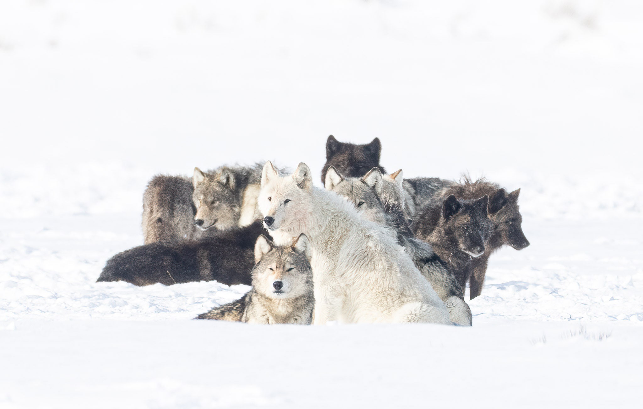Wolf Pack In Snow