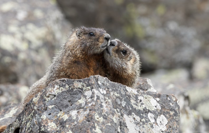 Marmot Mates in Yellowstone National Park - Etsy