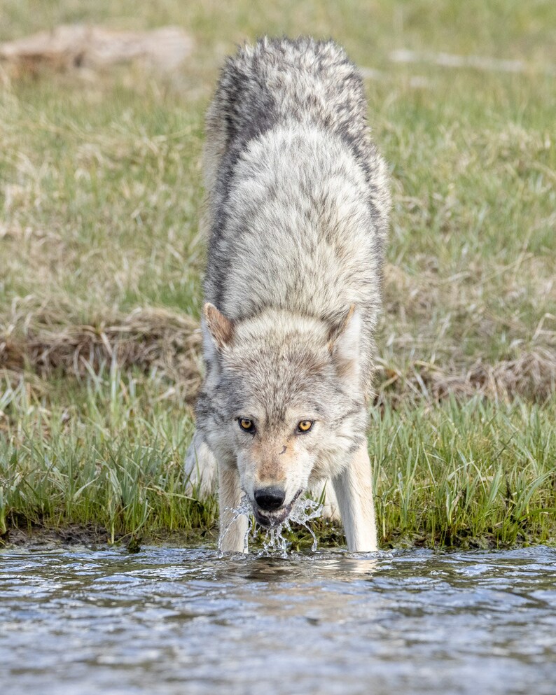 Gray Wolf Drinking From the River - Fine Art Wildlife Photography Print ...