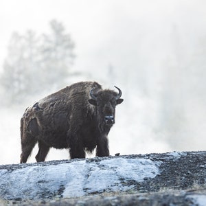 Shaggy Bison at Sunrise - Etsy