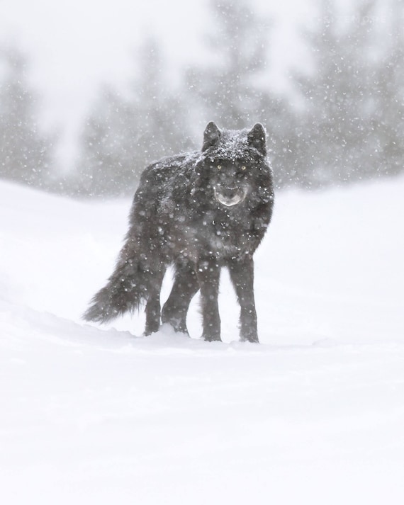 Black Wolf In Winter