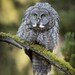 Great Gray Owl - Bad Feather Day - Etsy