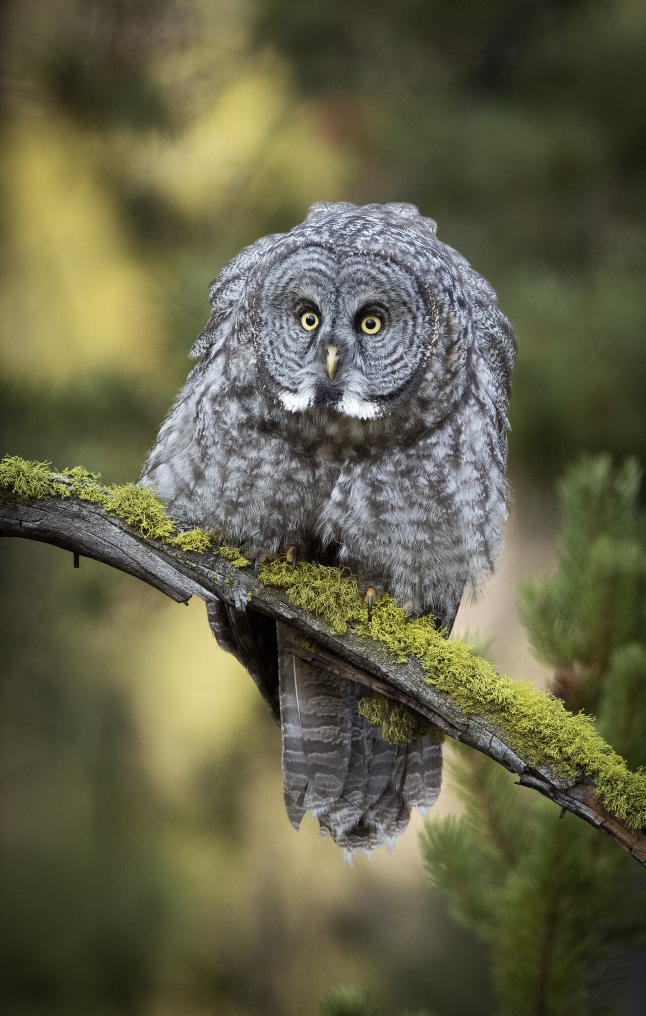 Great Gray Owl - Bad Feather Day - Etsy