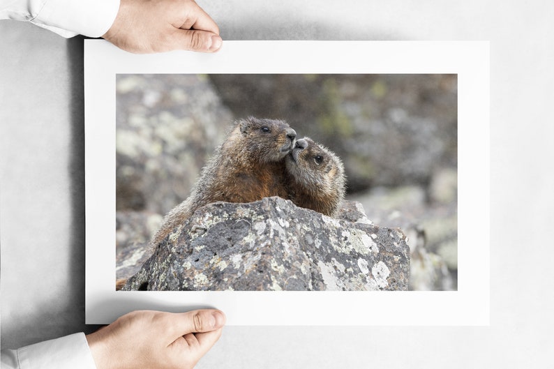 Marmot Mates in Yellowstone National Park - Etsy