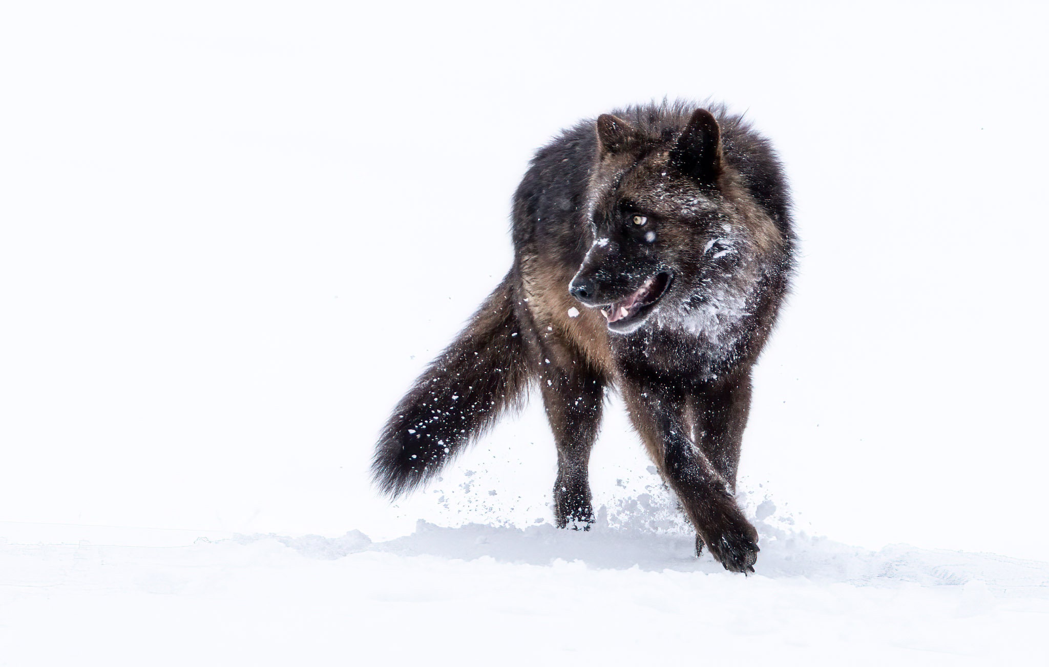 Young Black Wapiti Wolf - Yellowstone Winter - Fine Art Wildlife ...