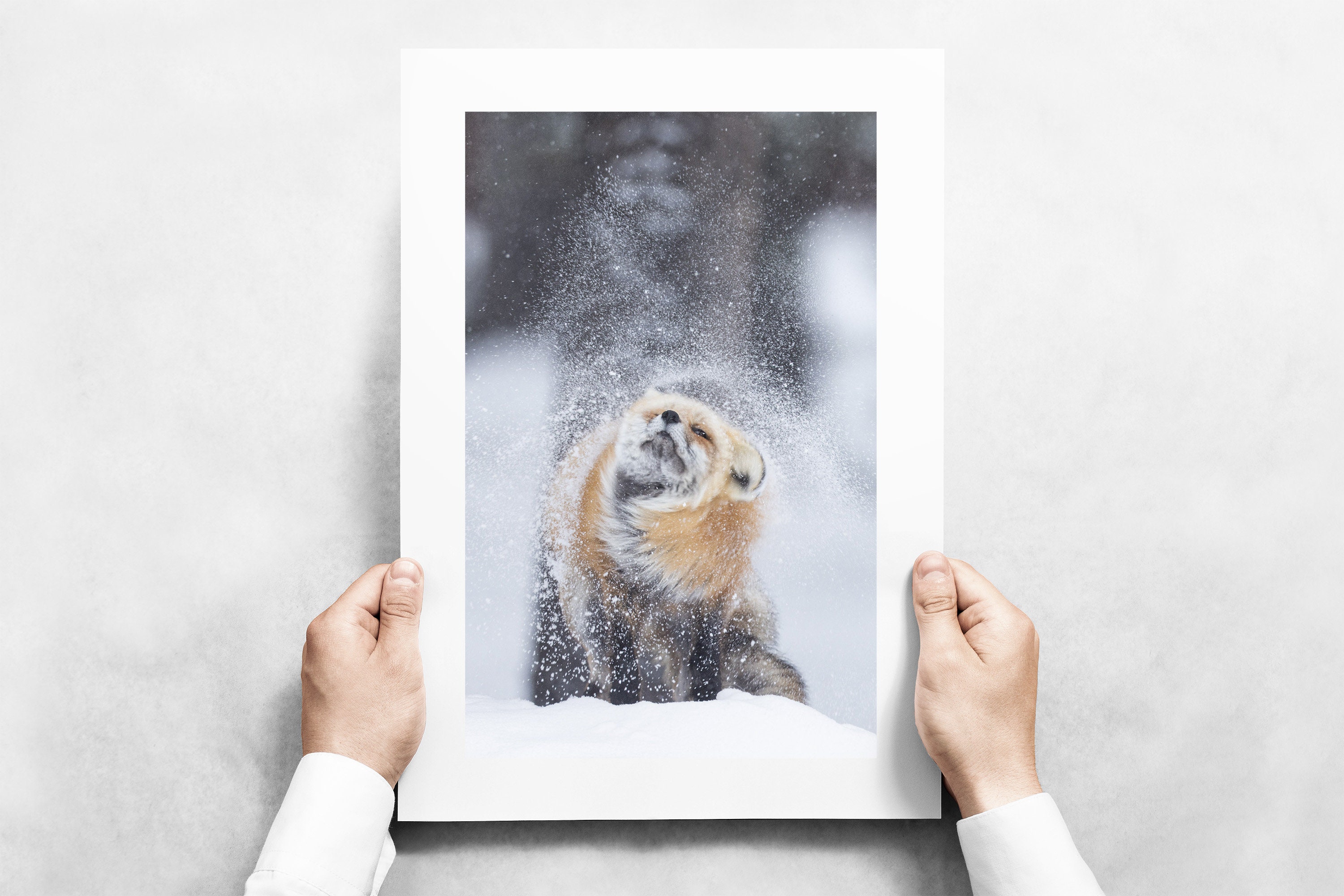 Fox Shaking off Snow Red Fox in Yellowstone National Park Fine Art ...