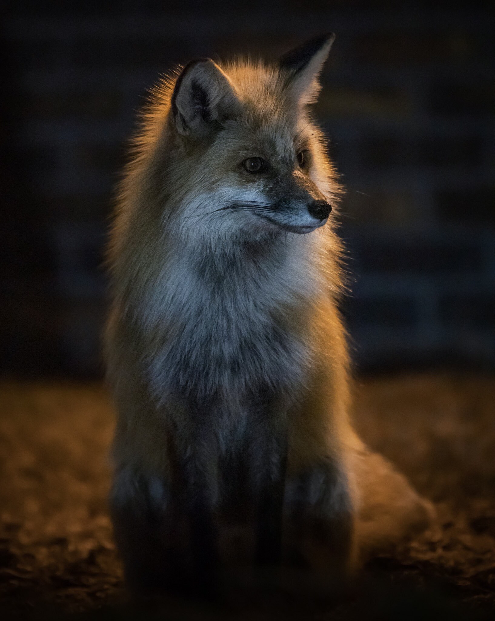 Red Fox at Night - Etsy