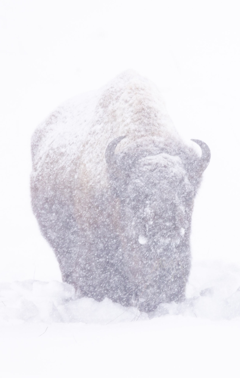 Lone Bison in a Snowstorm - Etsy