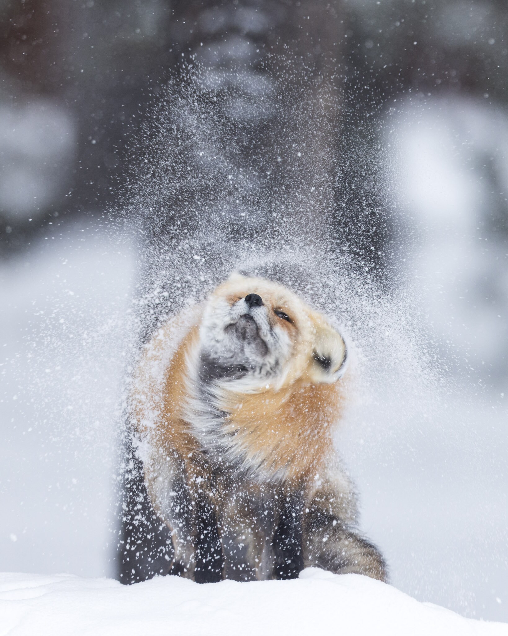 Fox Shaking off Snow Red Fox in Yellowstone National Park Fine Art ...