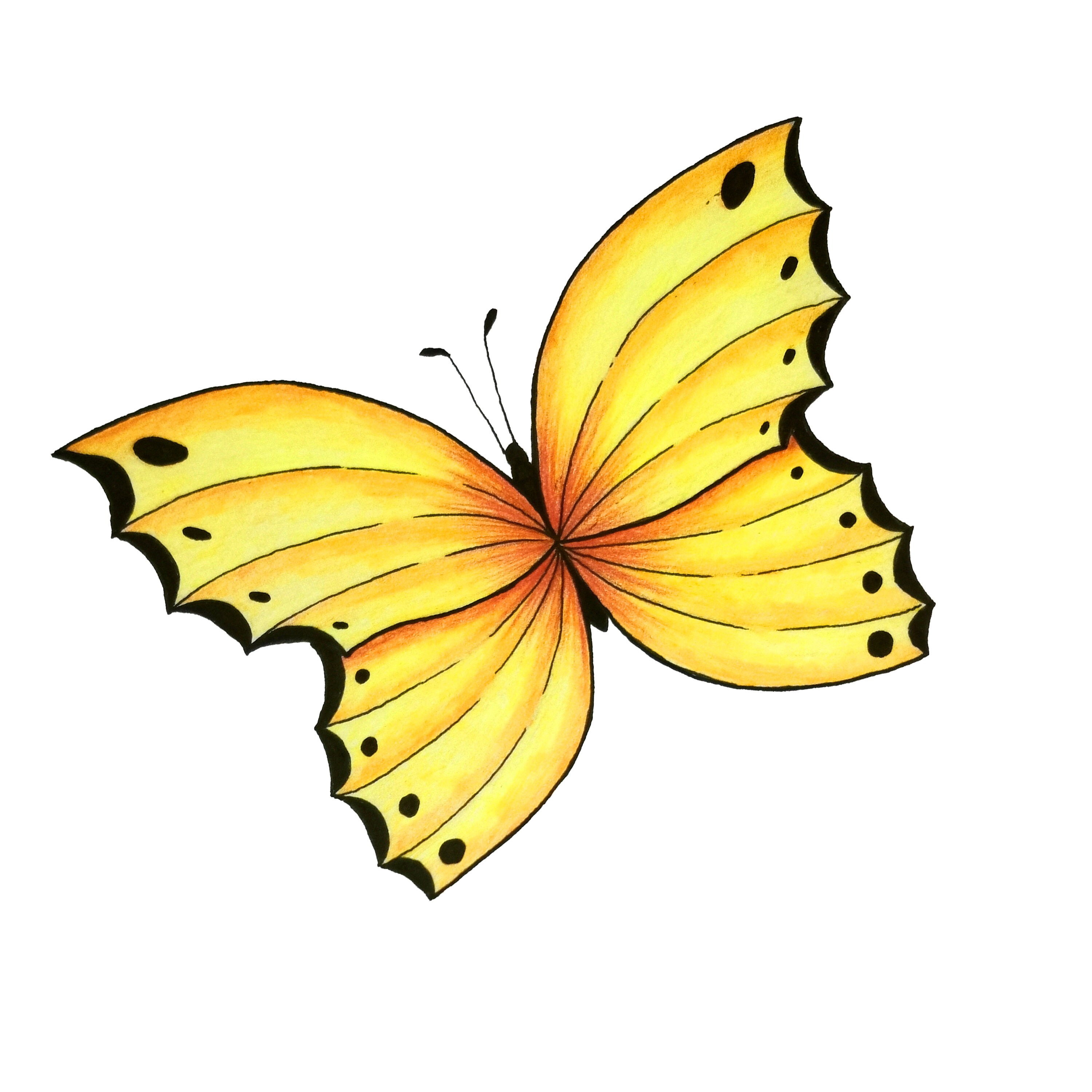 Butterflies, Insects, Color Arts, Color Clip Art, Black and White Clip ...