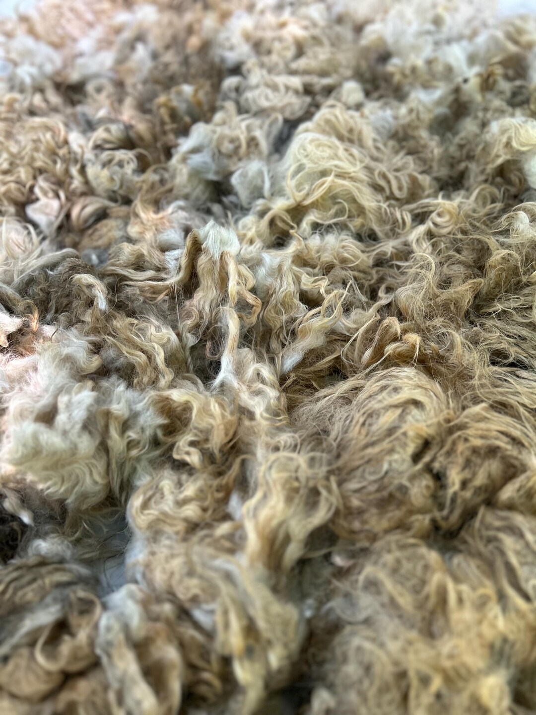 Navajo Churro Ram Raw Wool. 4 Lbs. SE2SE - Etsy