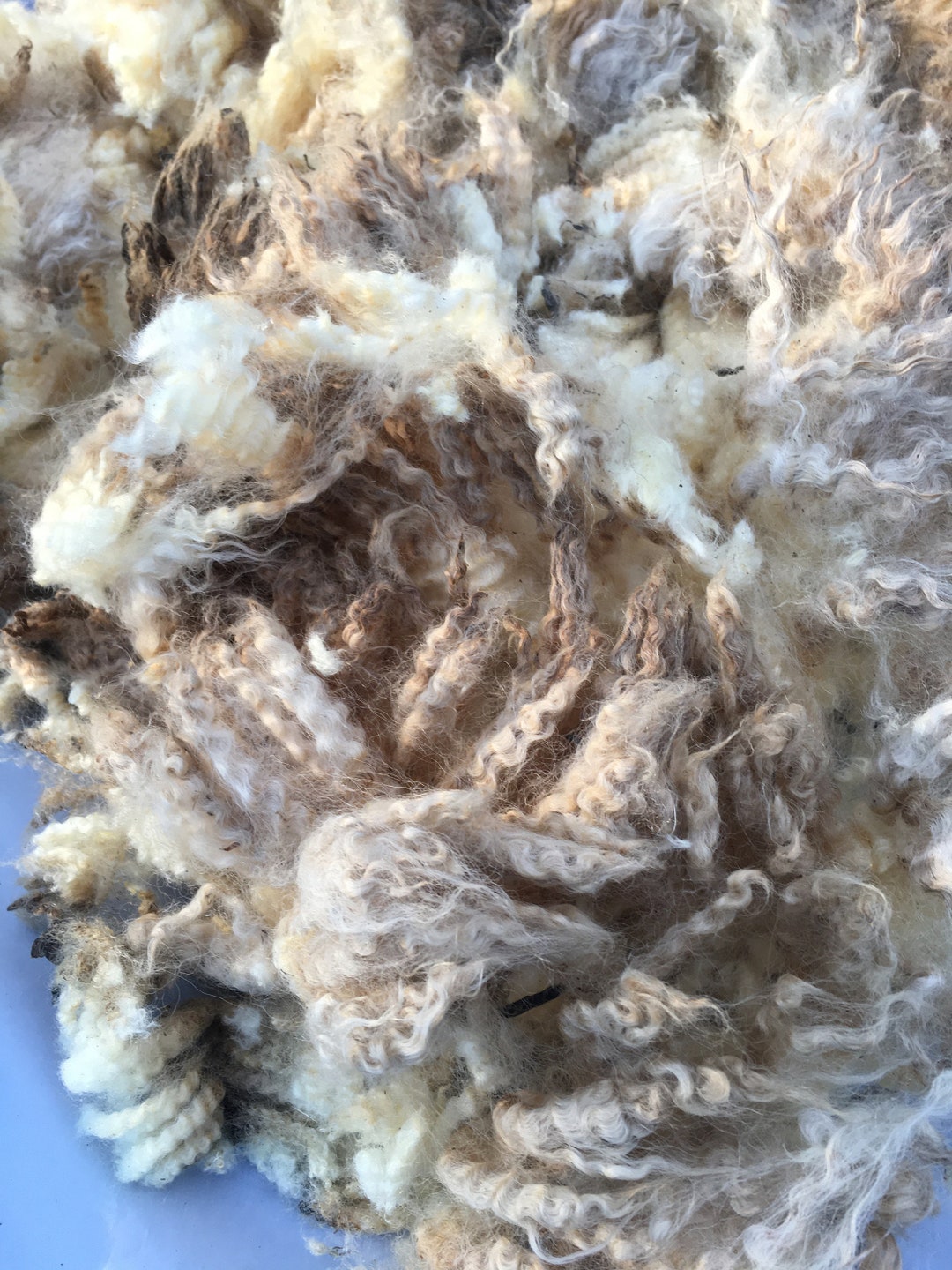 Crimped Navajo Churro Raw Wool . 1 Lbs SE2SE - Etsy
