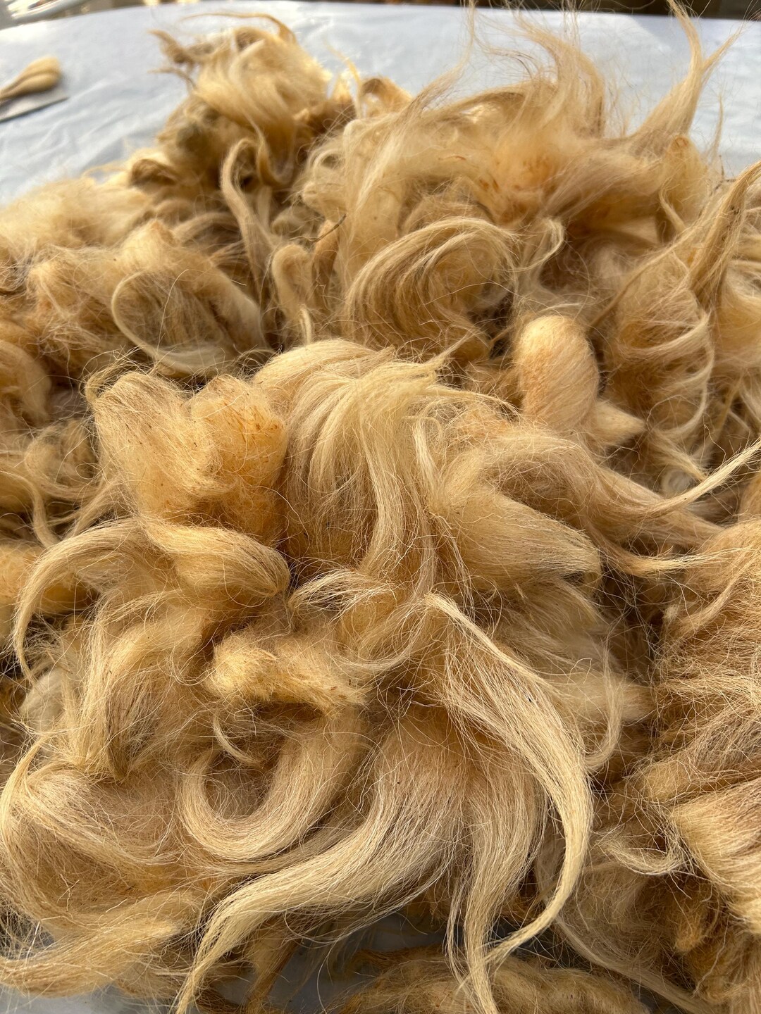 Light Color Karakul Raw Wool 1 1/2 Lbs. SE2SE - Etsy