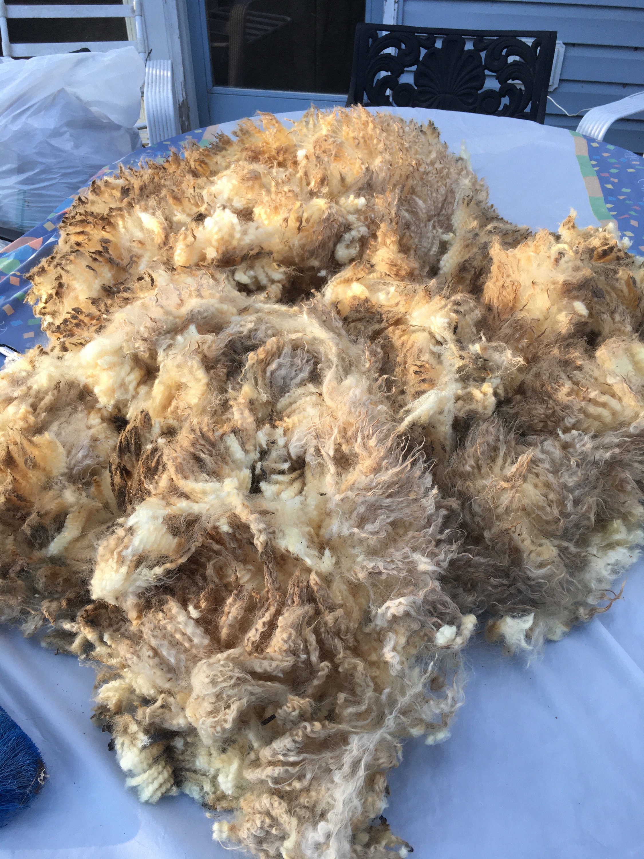 Crimped Navajo Churro Raw Wool . 1 Lbs SE2SE - Etsy