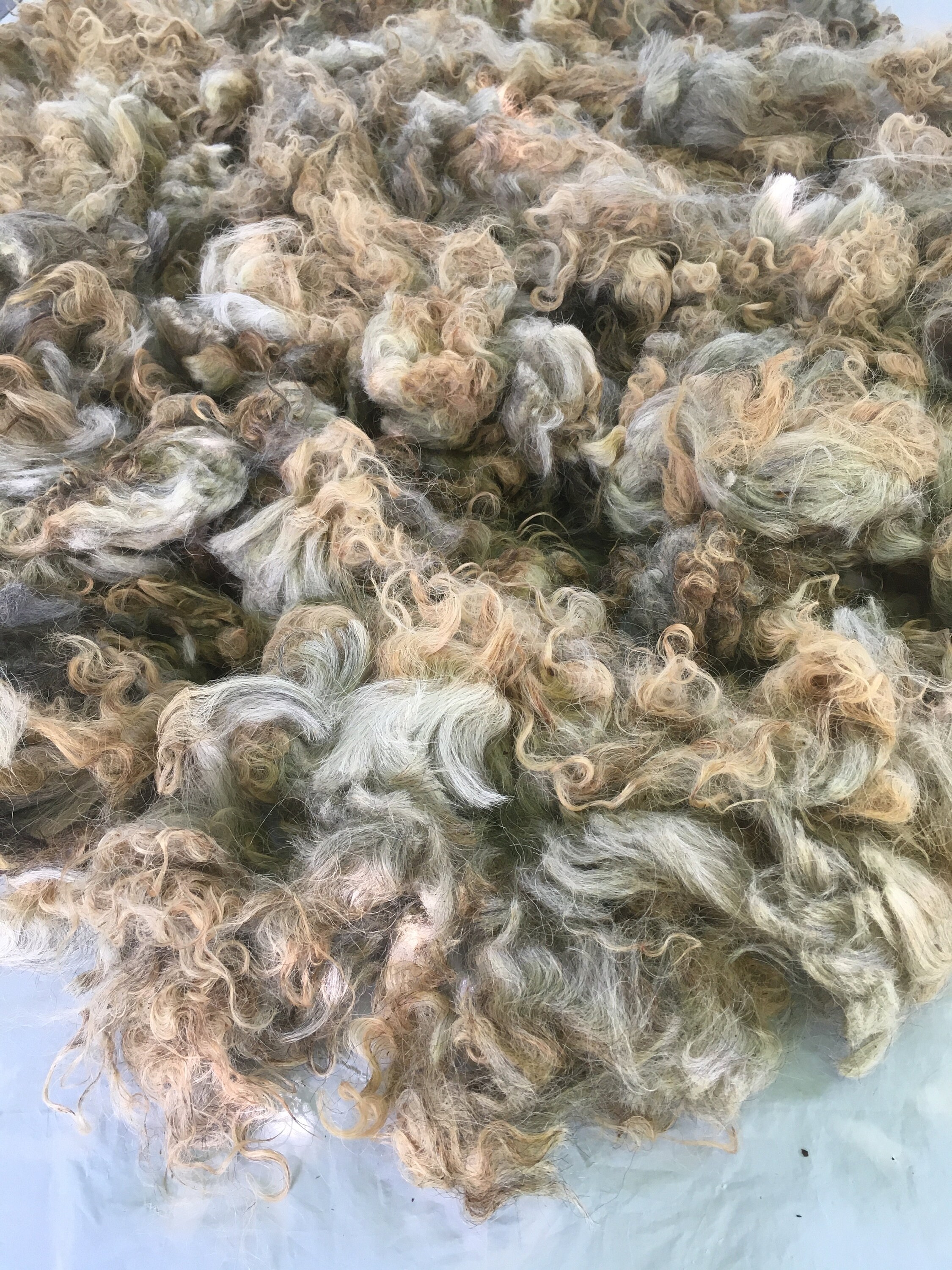 Beautiful Multi Color Karakul/navajo Churro Raw Fleece 3lbs SE2SE. - Etsy