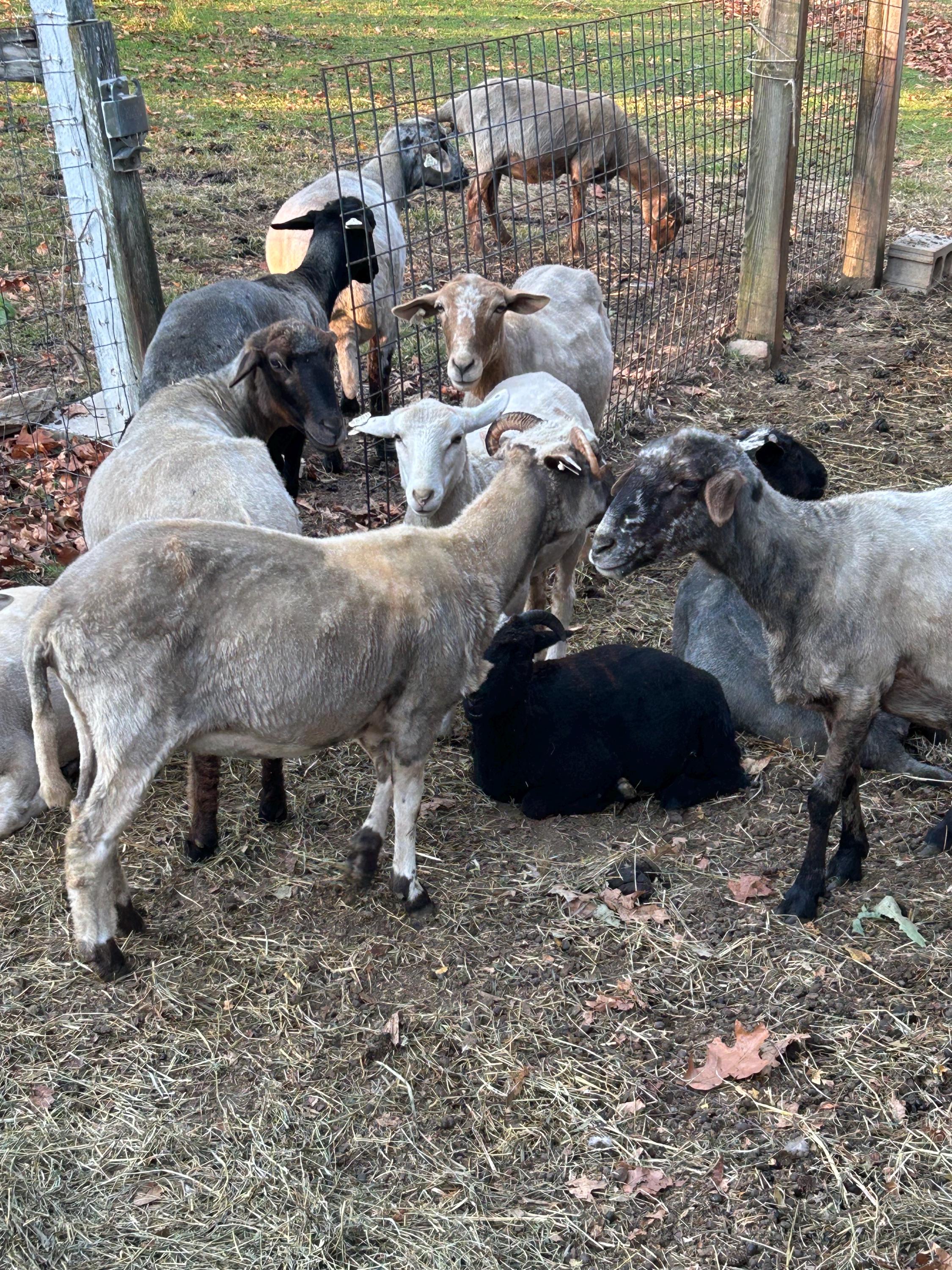 Natural Raw Wool - 1lb - Etsy