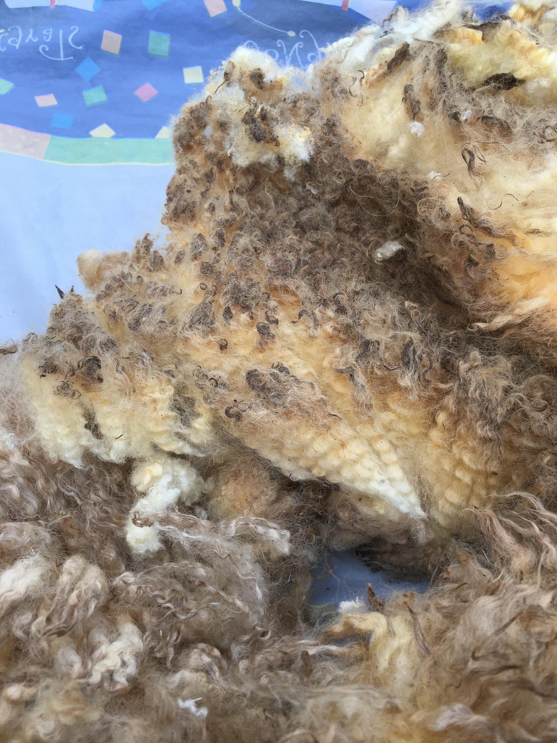 Crimped Navajo Churro Raw Wool . 1 Lbs SE2SE - Etsy