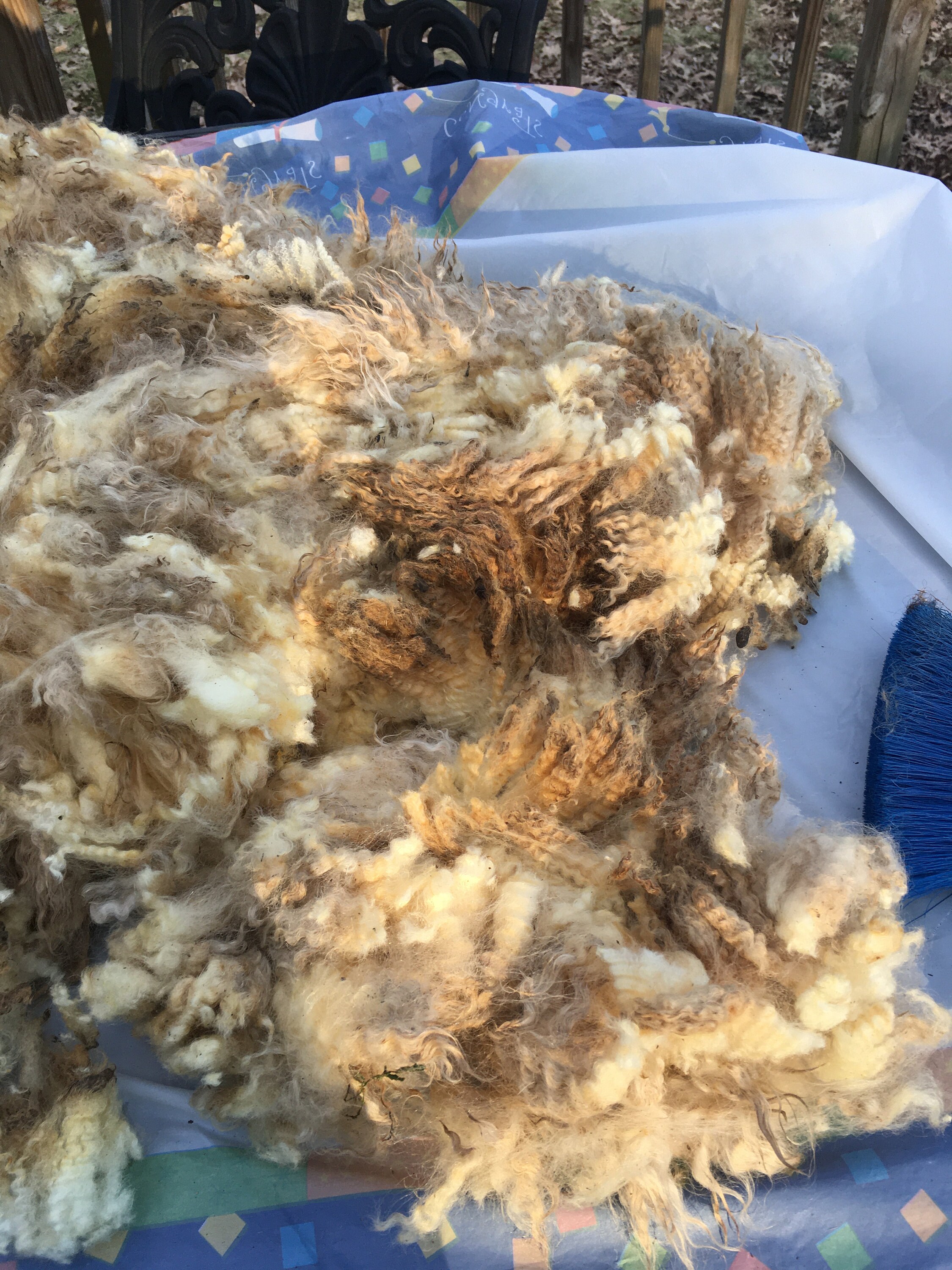 Crimped Navajo Churro Raw Wool . 1 Lbs SE2SE - Etsy