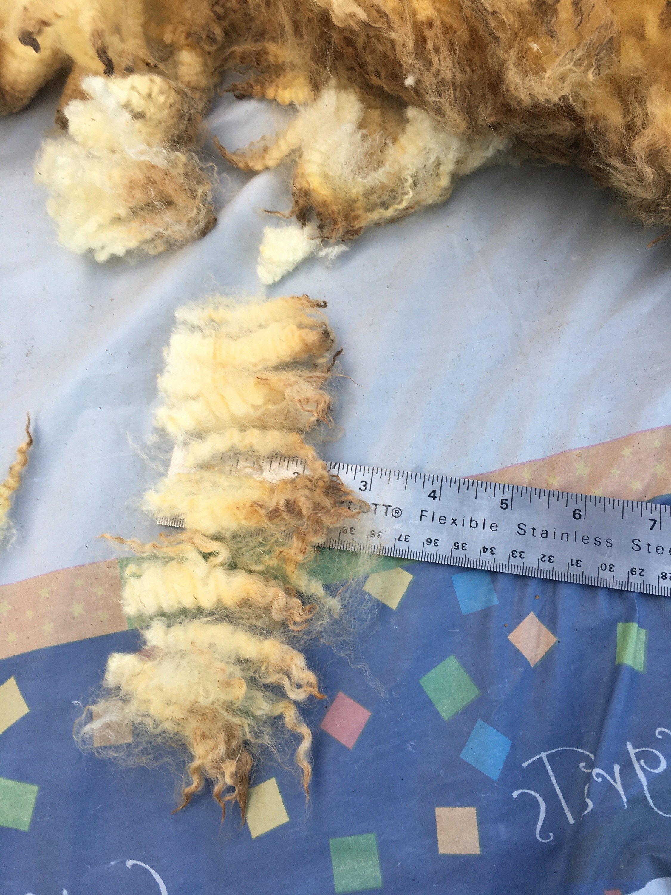 Crimped Navajo Churro Raw Wool . 1 Lbs SE2SE - Etsy