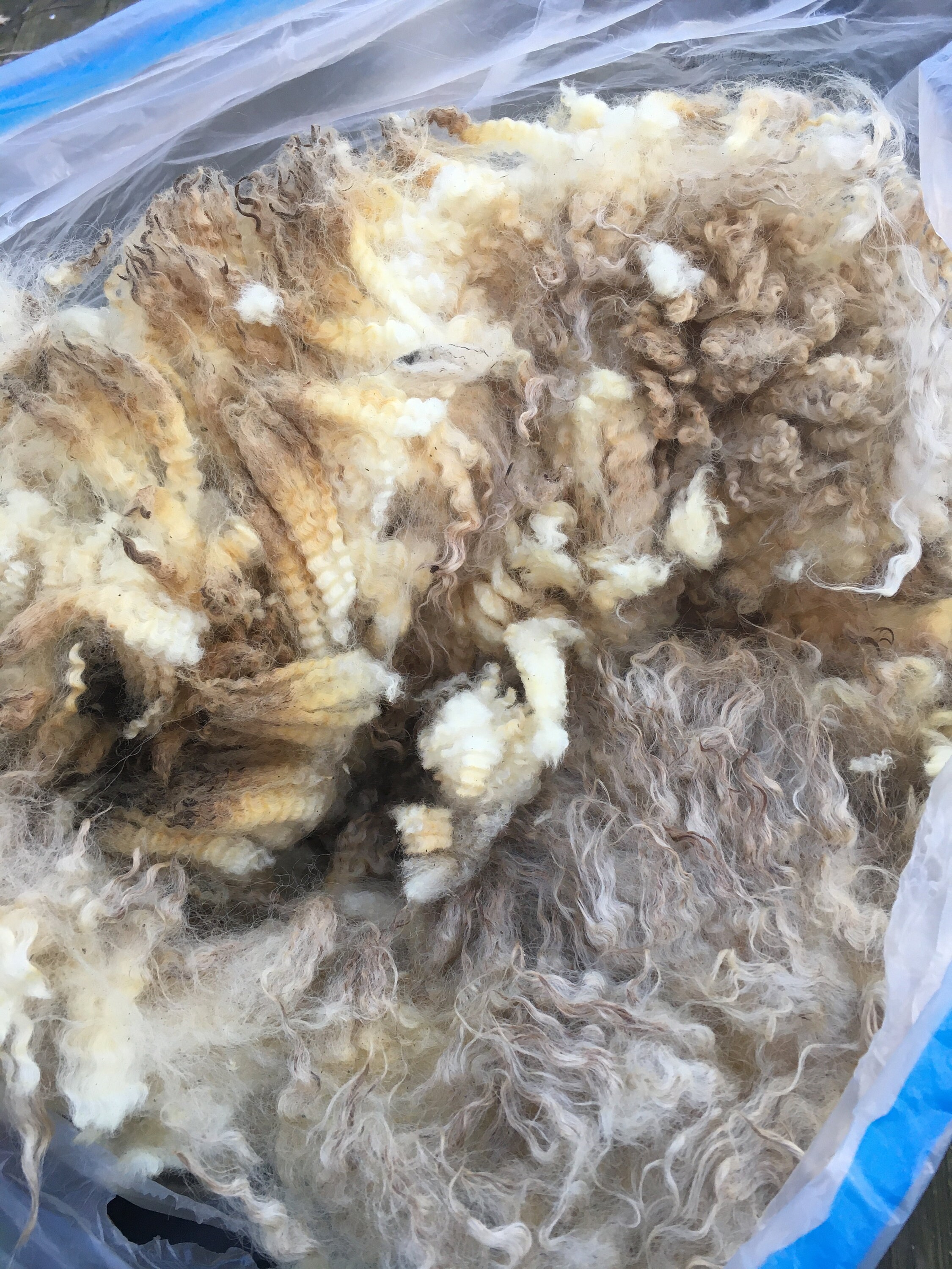 Crimped Navajo Churro Raw Wool . 1 Lbs SE2SE - Etsy