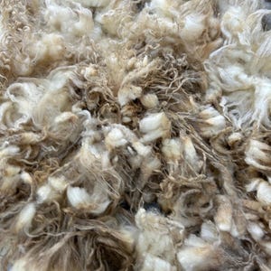 Navajo Churro Ram Lamb Wool. 1 Lbs, SE2SE - Etsy