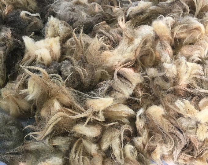 Multi Color Karakul Raw Fleece 3lbs SE2SE. - Etsy