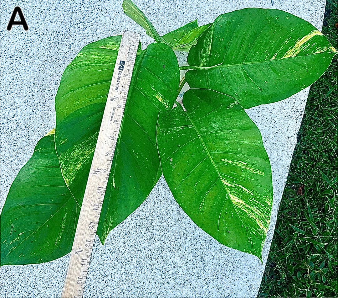 Giant Golden Pothos 'hawaiian Epipremnum' 16in Leaves - Etsy