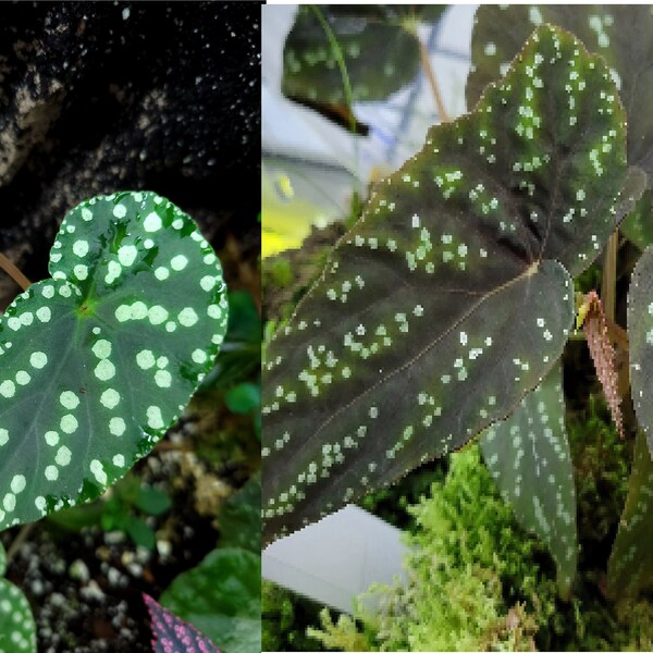 Begonia Seeds - Etsy