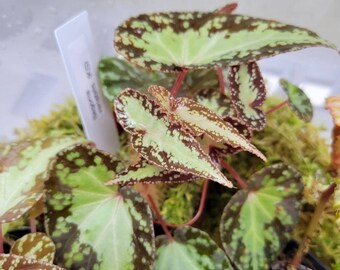 Begonia Variabilis - Etsy
