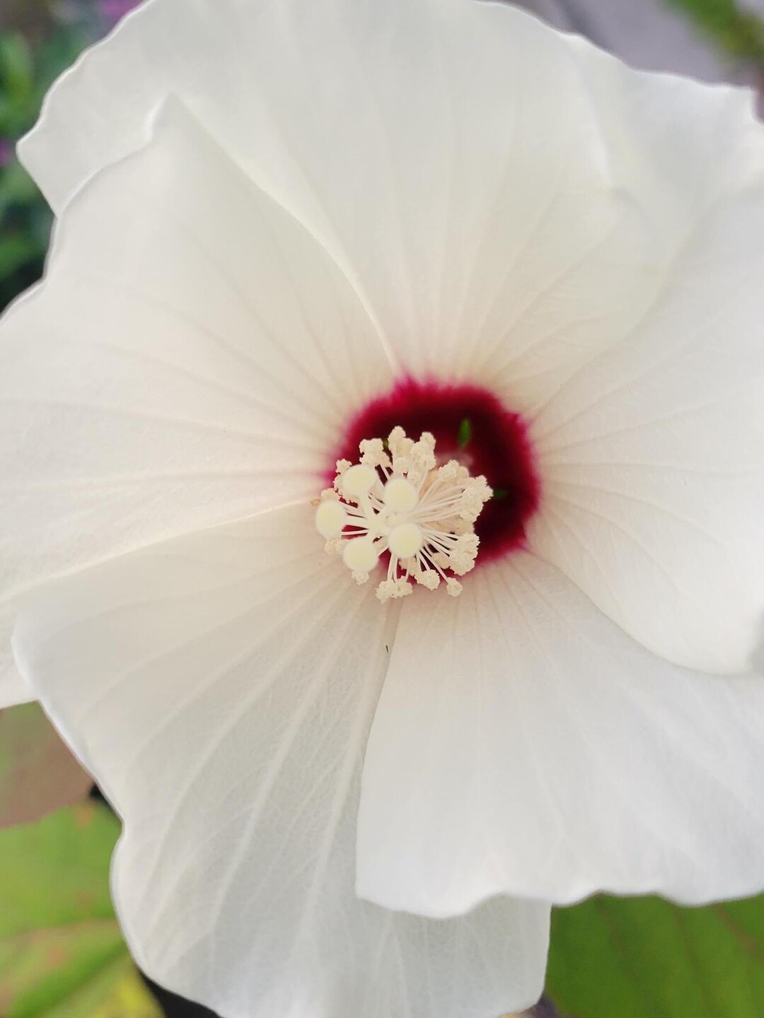 Rose Mallow - Hibiscus Laevis - 4" Pot - Etsy