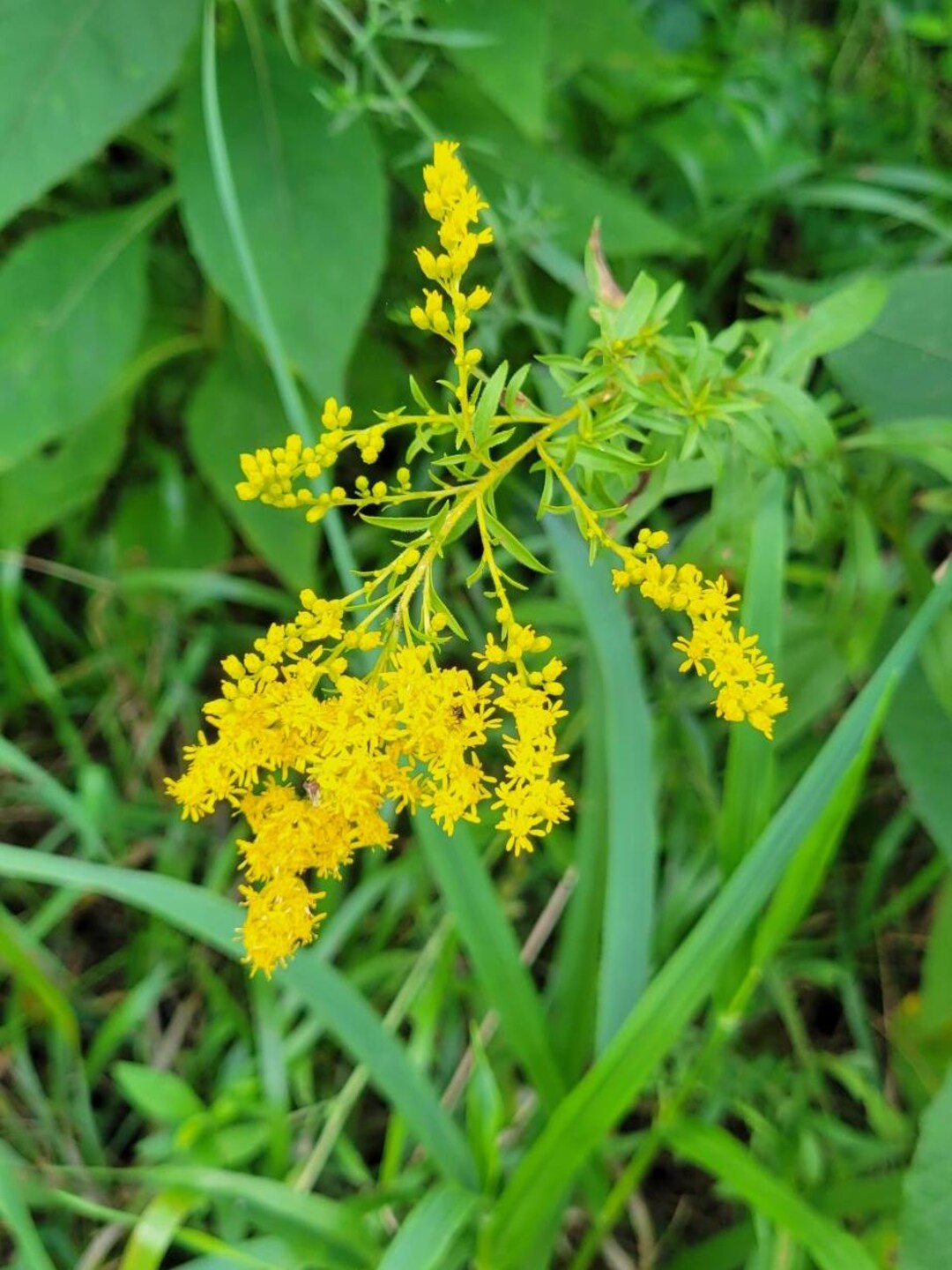 Early Goldenrod - Solidago Juncea - 2x Plug Plants - Etsy