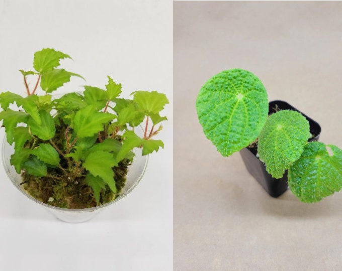 SEEDS Begonia Prismatocarpa X Staudtii HYBRID - Etsy
