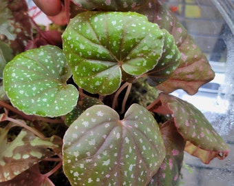 Begonia Austrovietnamica - Etsy