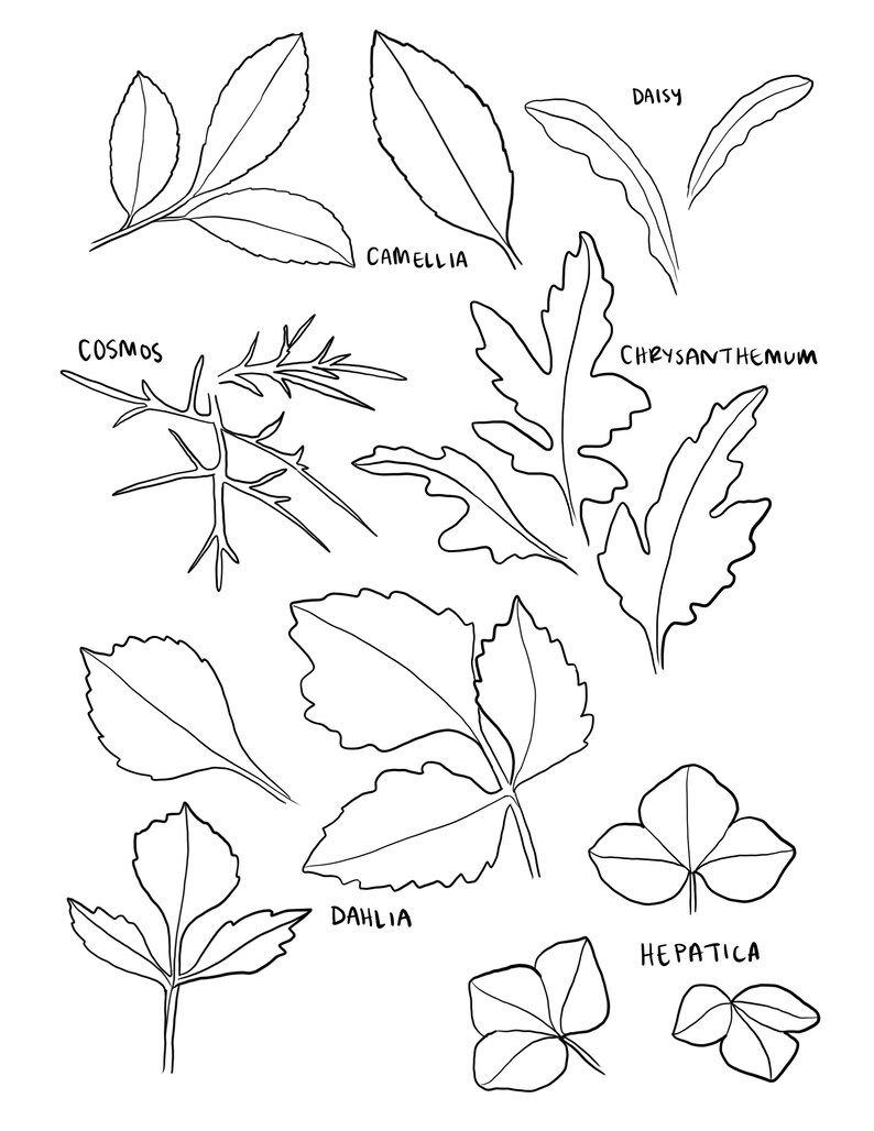 Flower LEAF Tracing Guide Learn to Draw Leaves Tracing - Etsy