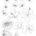 Flower Tracing Guide, Learn to Draw Flowers, Tracing Project, DIGITAL ...